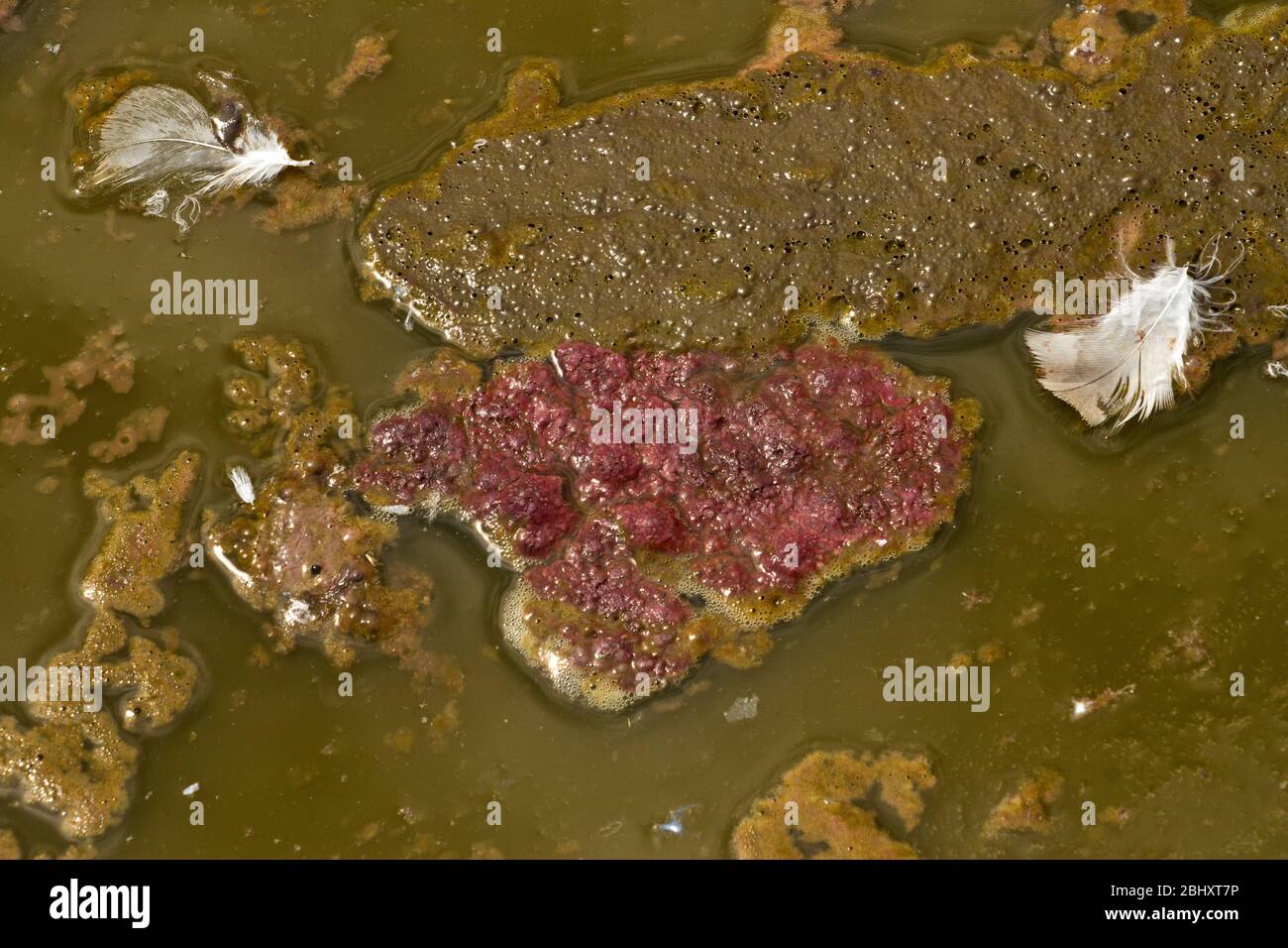 Red Algae grows in vast numbers in the shallow soda lakes in the many ...