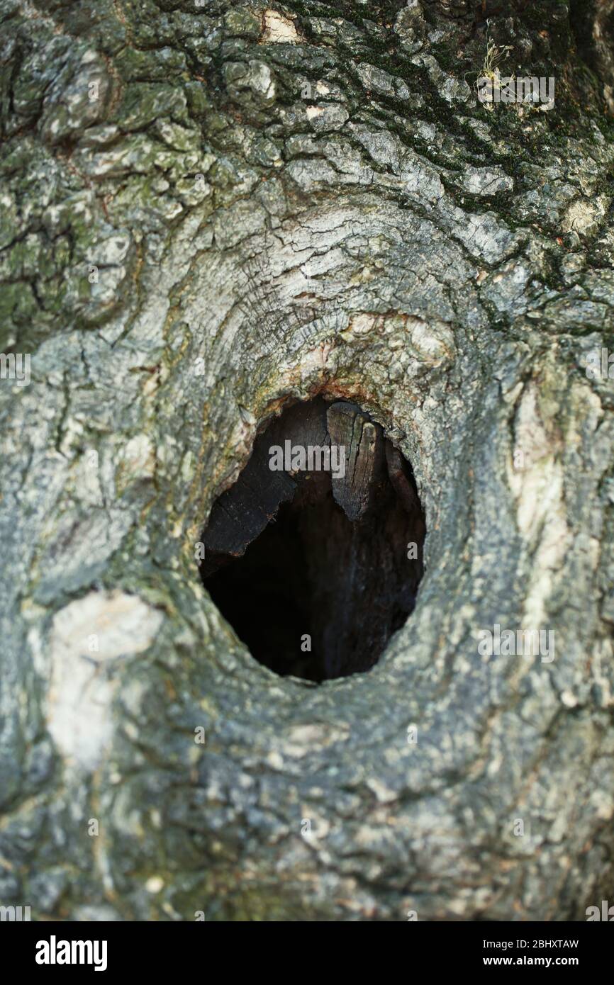 Tree hollow close-up Stock Photo - Alamy
