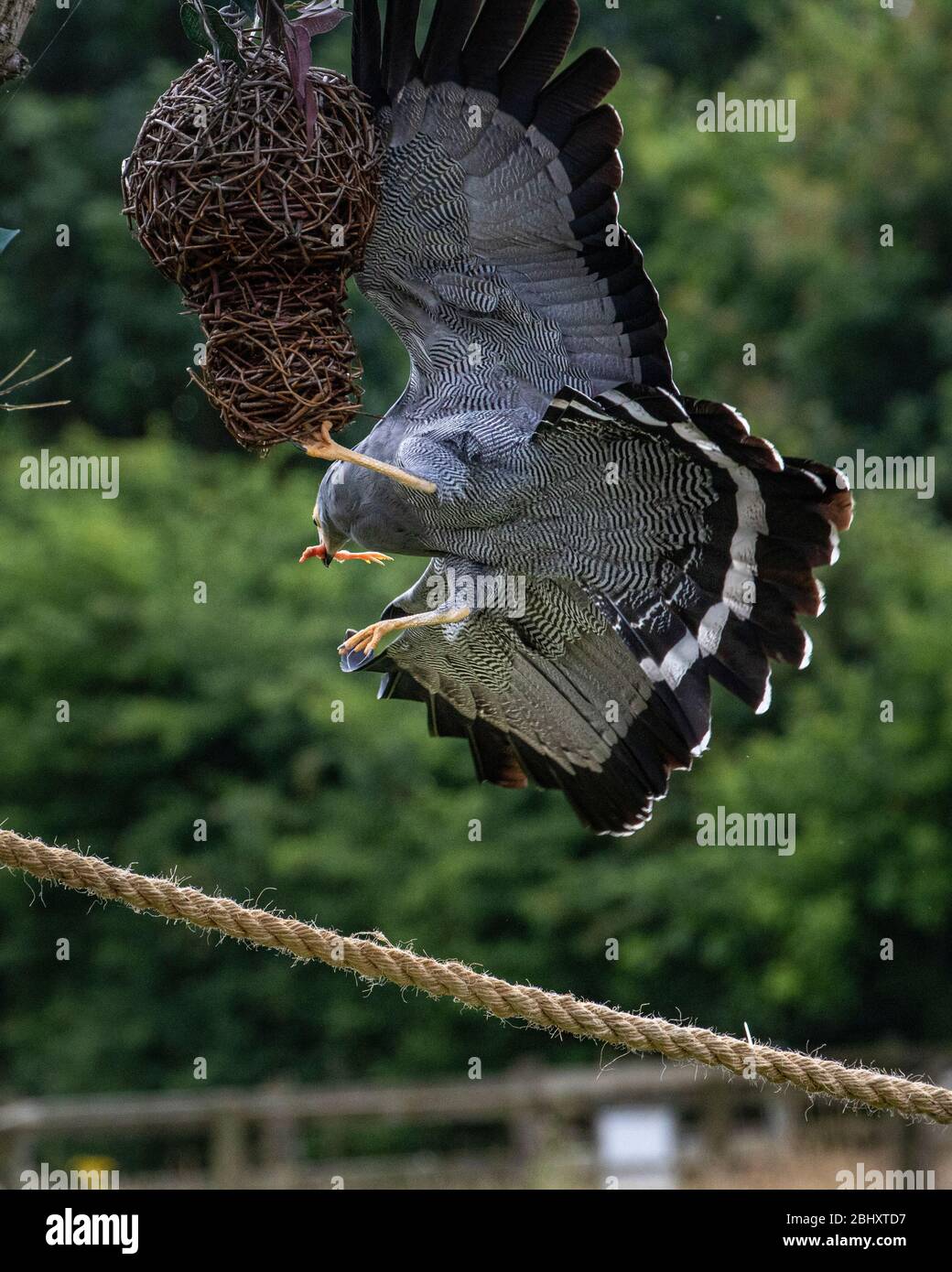 african harrier hawk landing on rope Stock Photo - Alamy