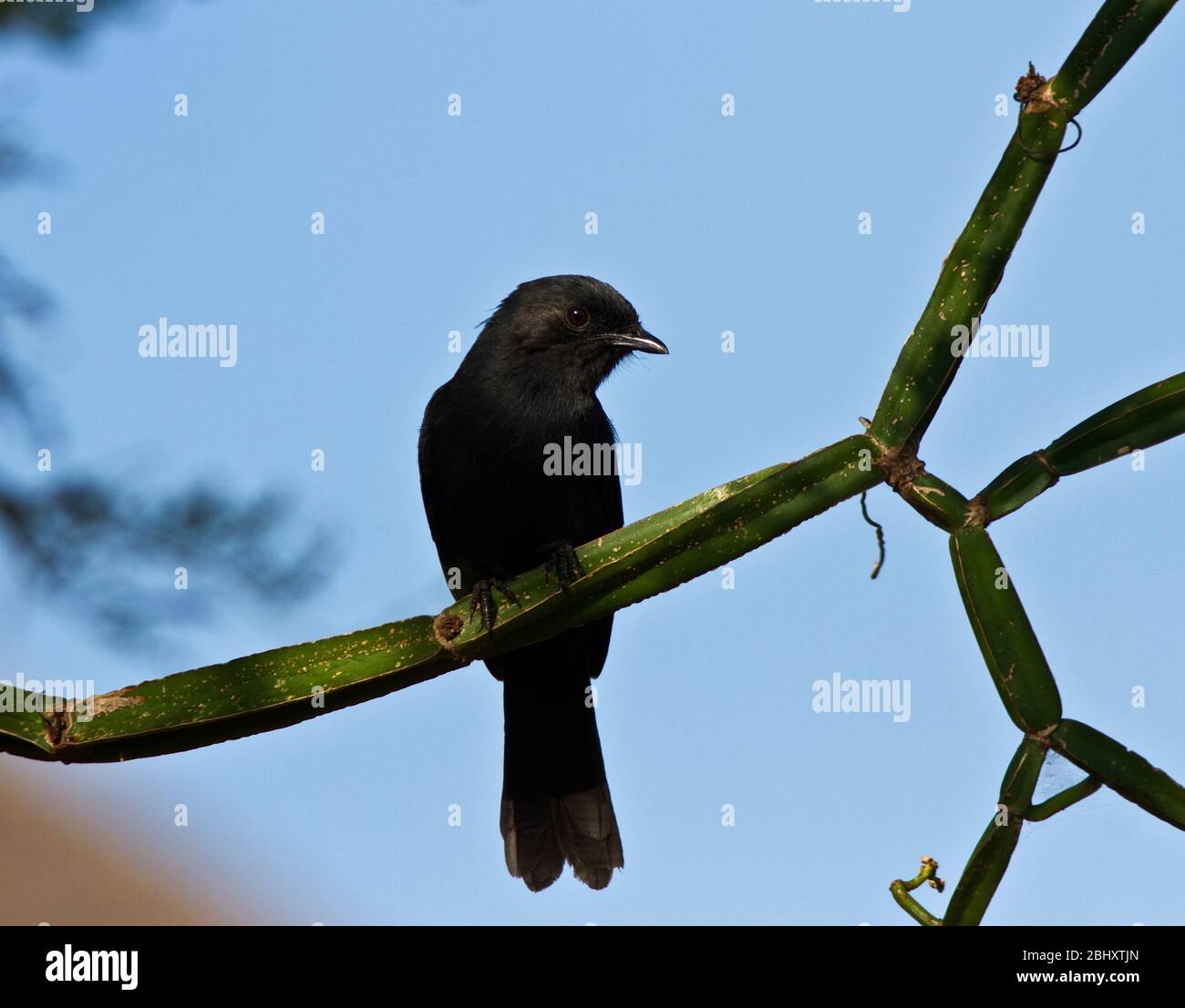 Drongo bird identification hi-res stock photography and images - Alamy