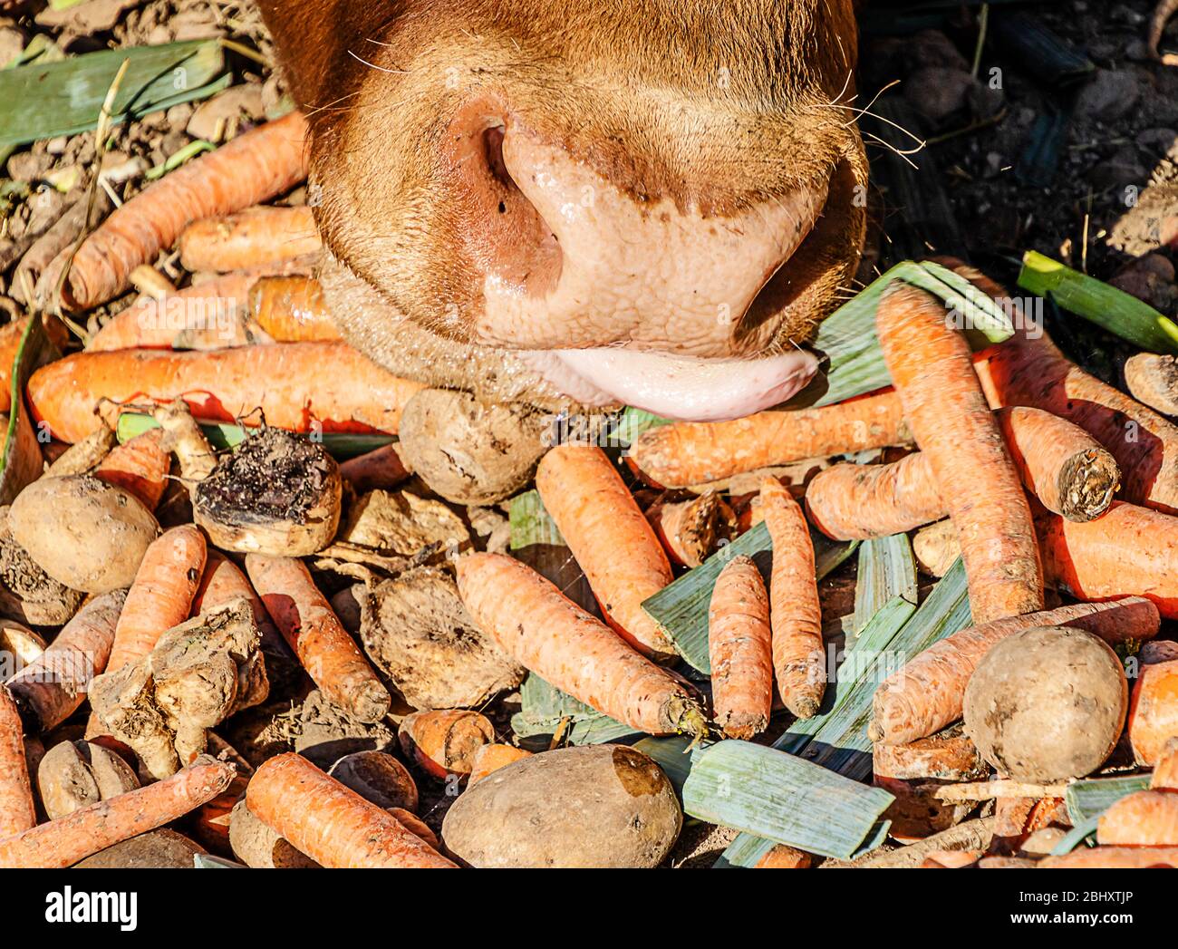 Leeks and potatoes hi-res stock photography and images - Alamy