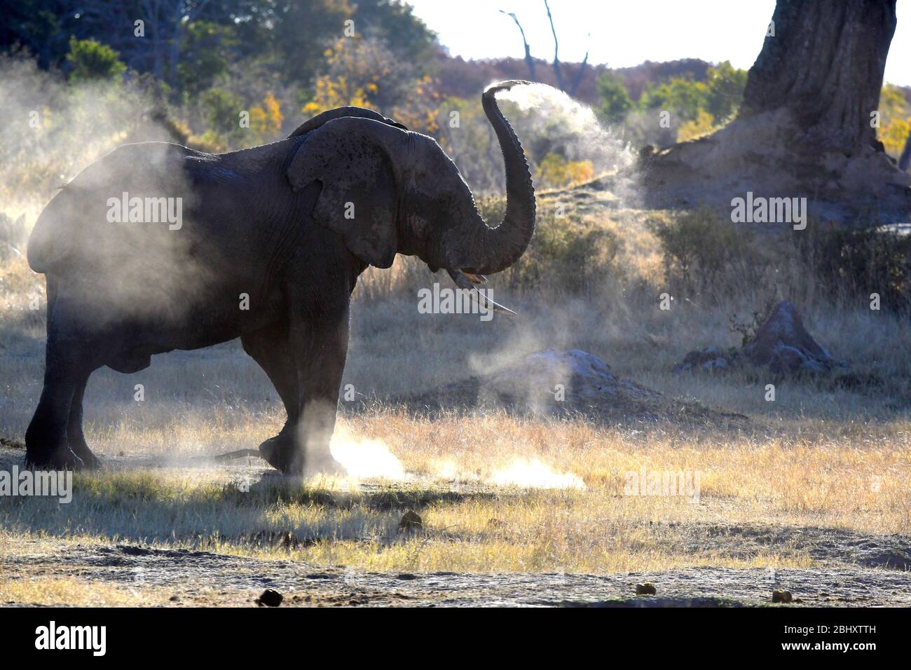 Golden plume hi-res stock photography and images - Alamy