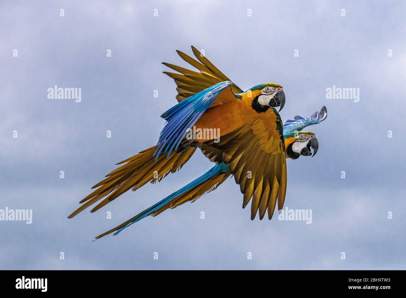 two Blue and Yellow Macaw flying Stock Photo - Alamy