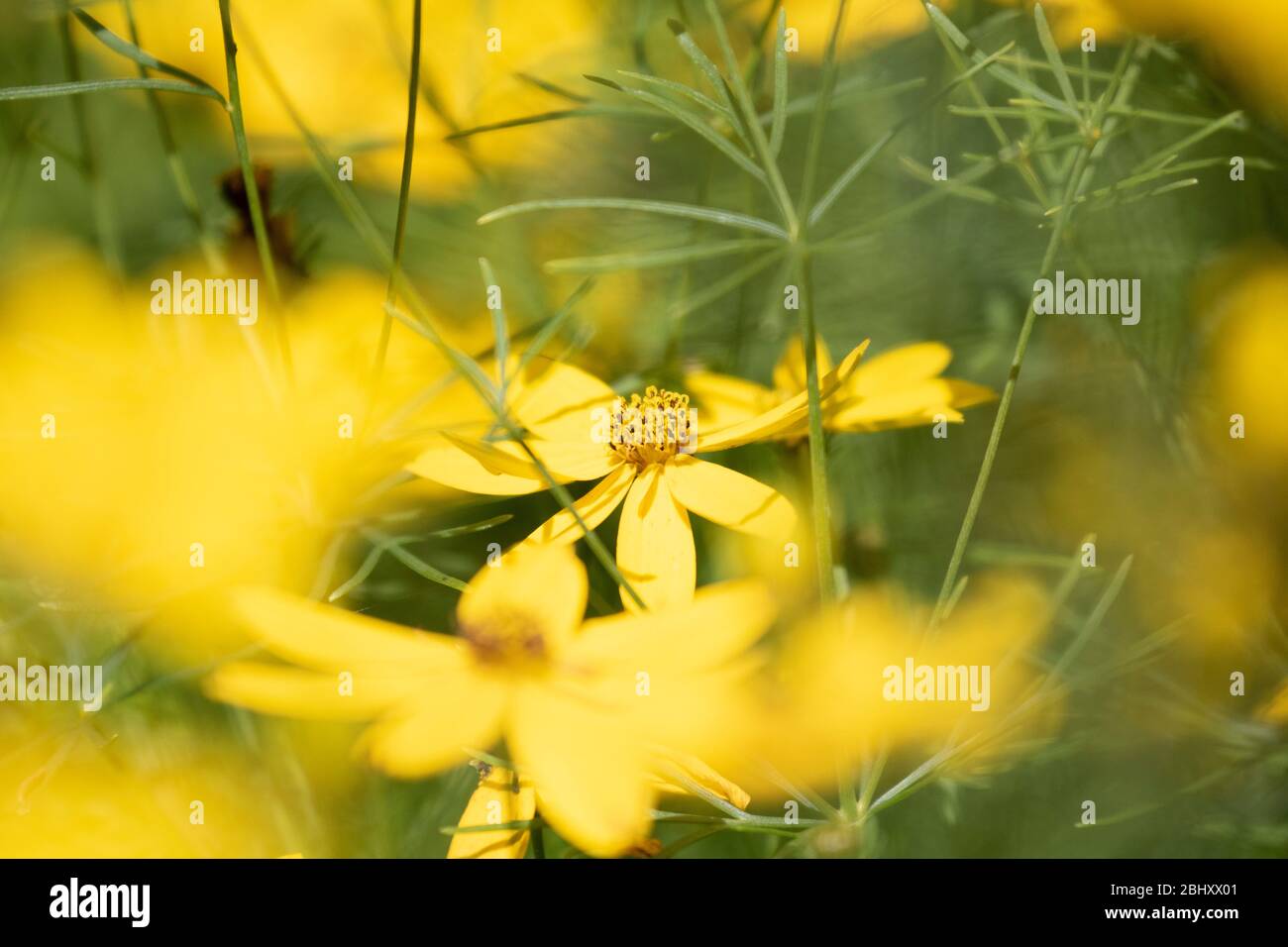 Yellow flower with petal hi-res stock photography and images - Alamy