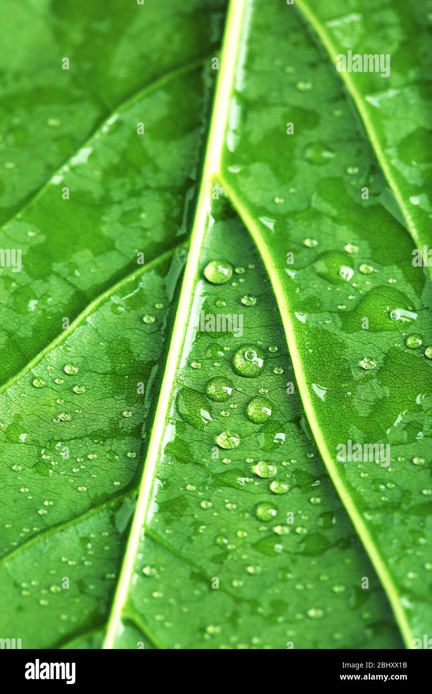 Beautiful green leaf with water drops close up Stock Photo - Alamy