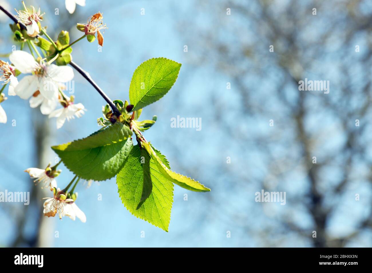 Beautiful blooming twigs with white flowers on blue sky background ...