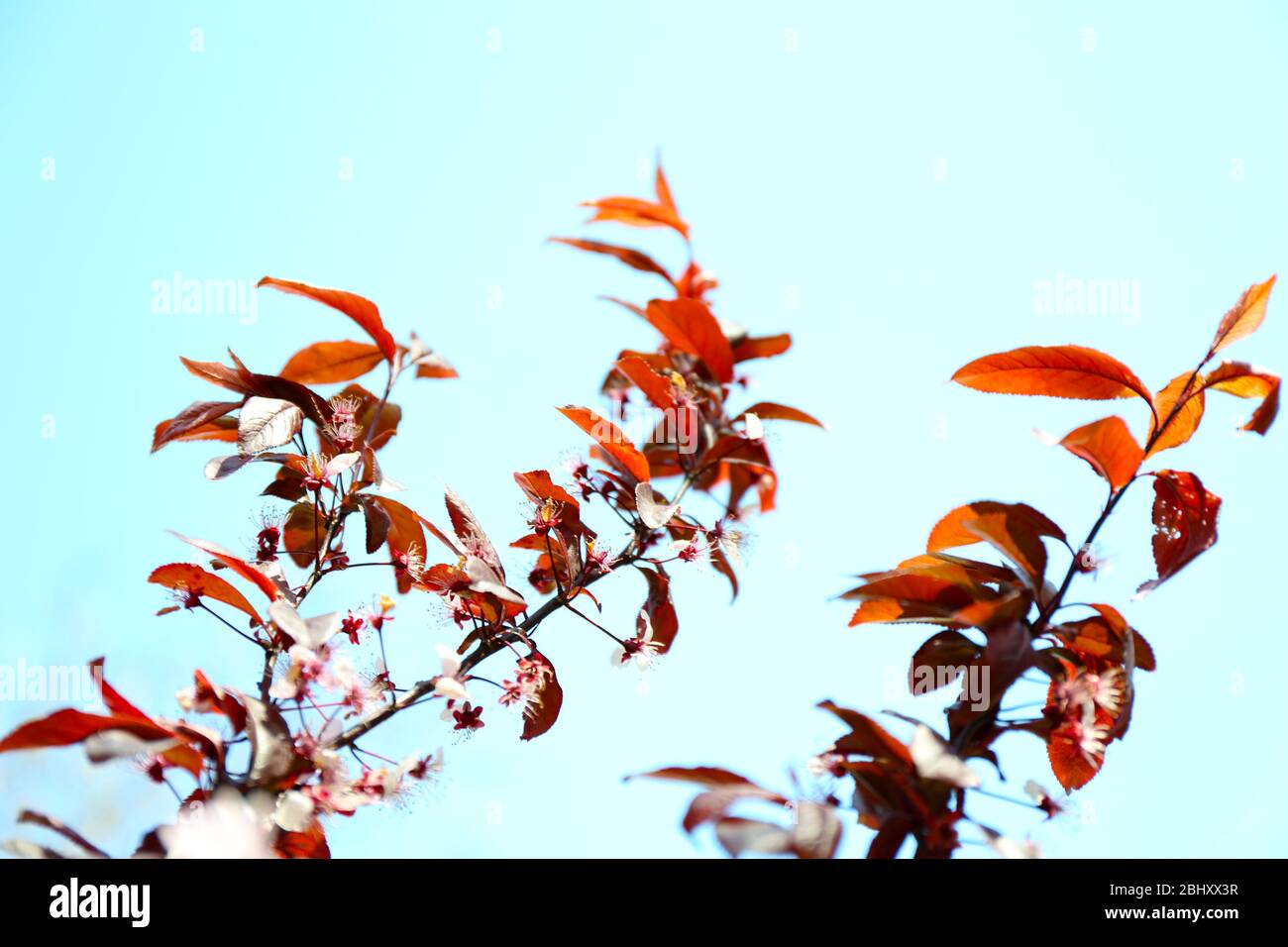 Beautiful blooming twigs with pink flowers on blue sky background Stock ...