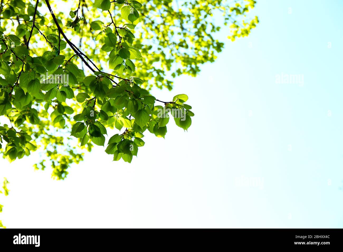 Beautiful green twigs on blue sky background Stock Photo - Alamy