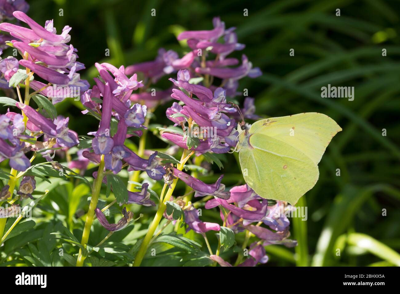 Zitronenfalter mannchen hi-res stock photography and images - Alamy
