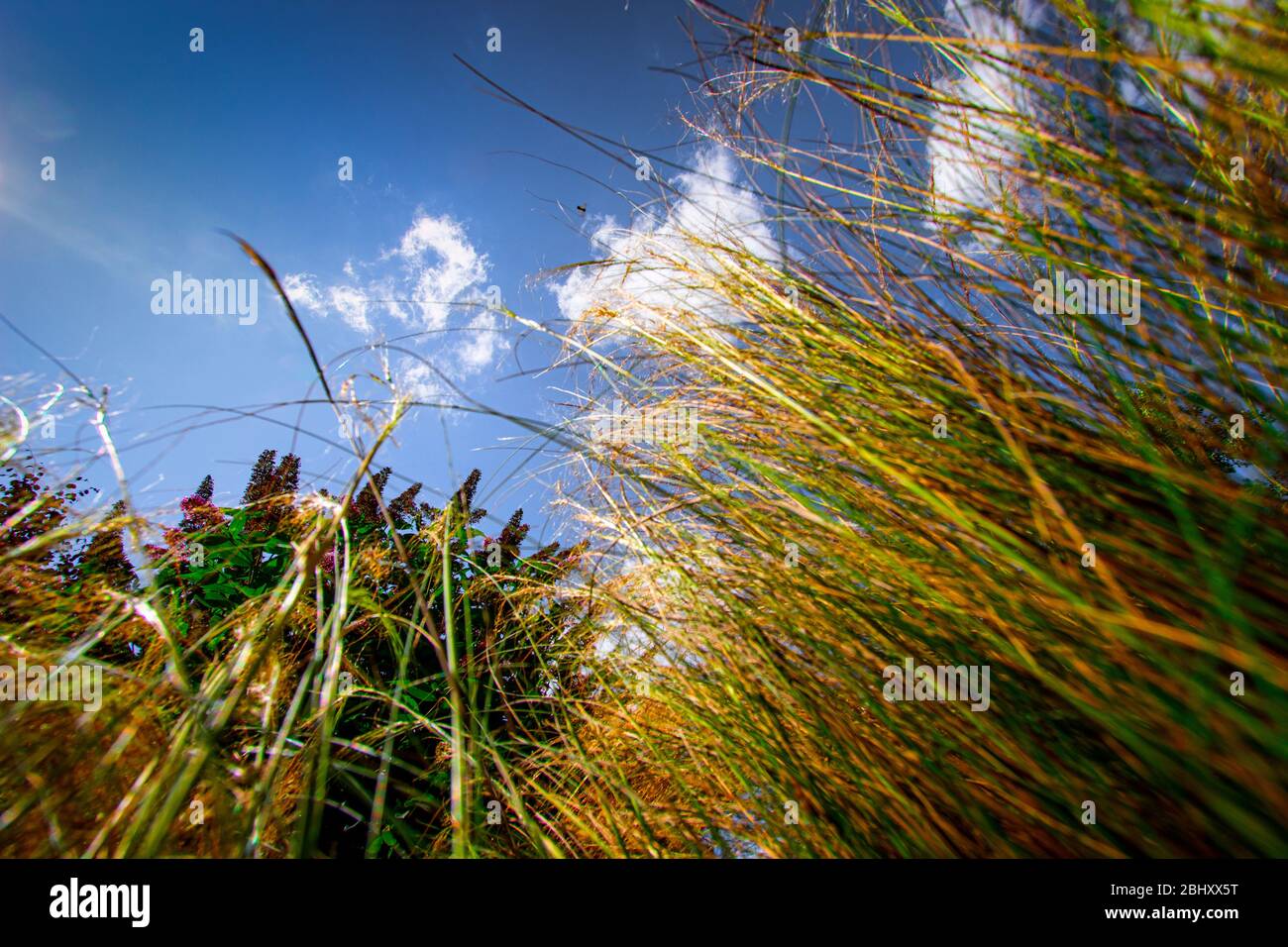 looking up view through grasses and border plants at bressingham ...