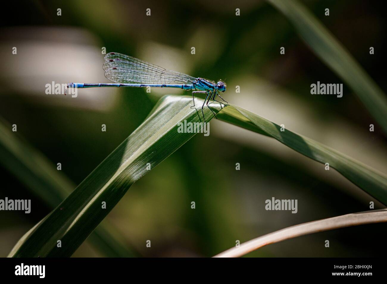 Close up photo of damselfly hi-res stock photography and images - Alamy