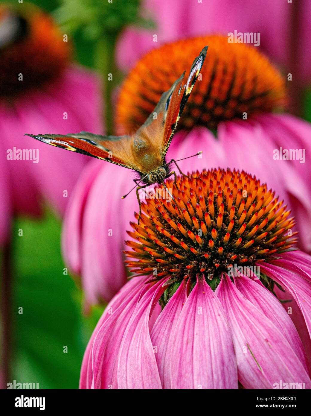 Pink butterfly species hi-res stock photography and images - Alamy