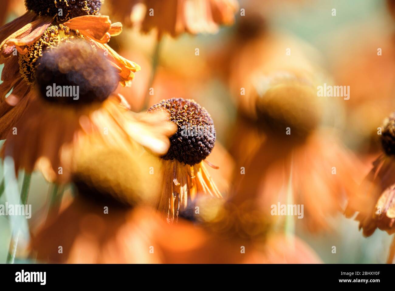 Rust orange hi-res stock photography and images - Alamy