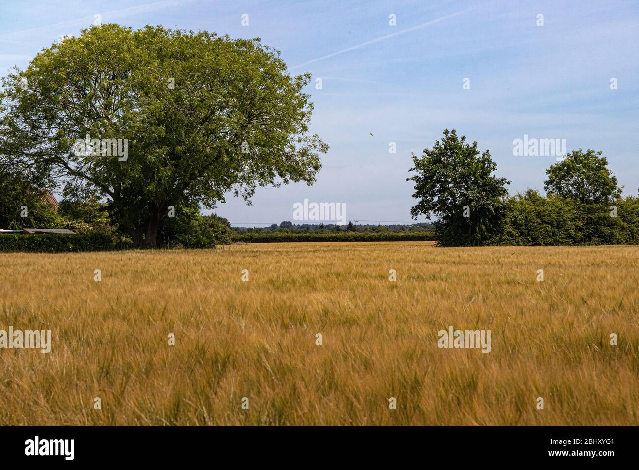 Corn hedge hi-res stock photography and images - Alamy