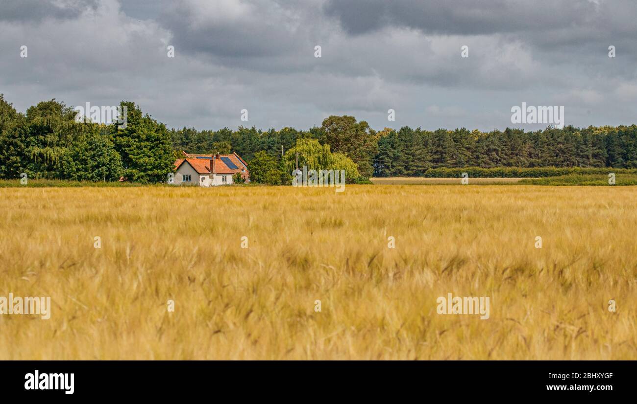 Corn field and farm house hi-res stock photography and images - Alamy