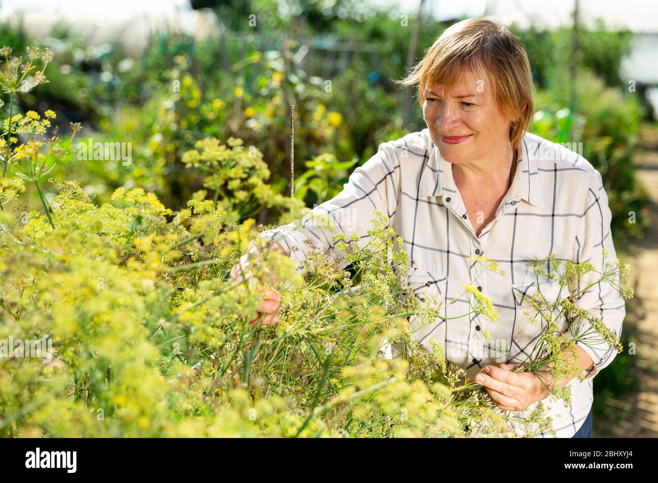 Senior woman is picking dill in the garden Stock Photo - Alamy