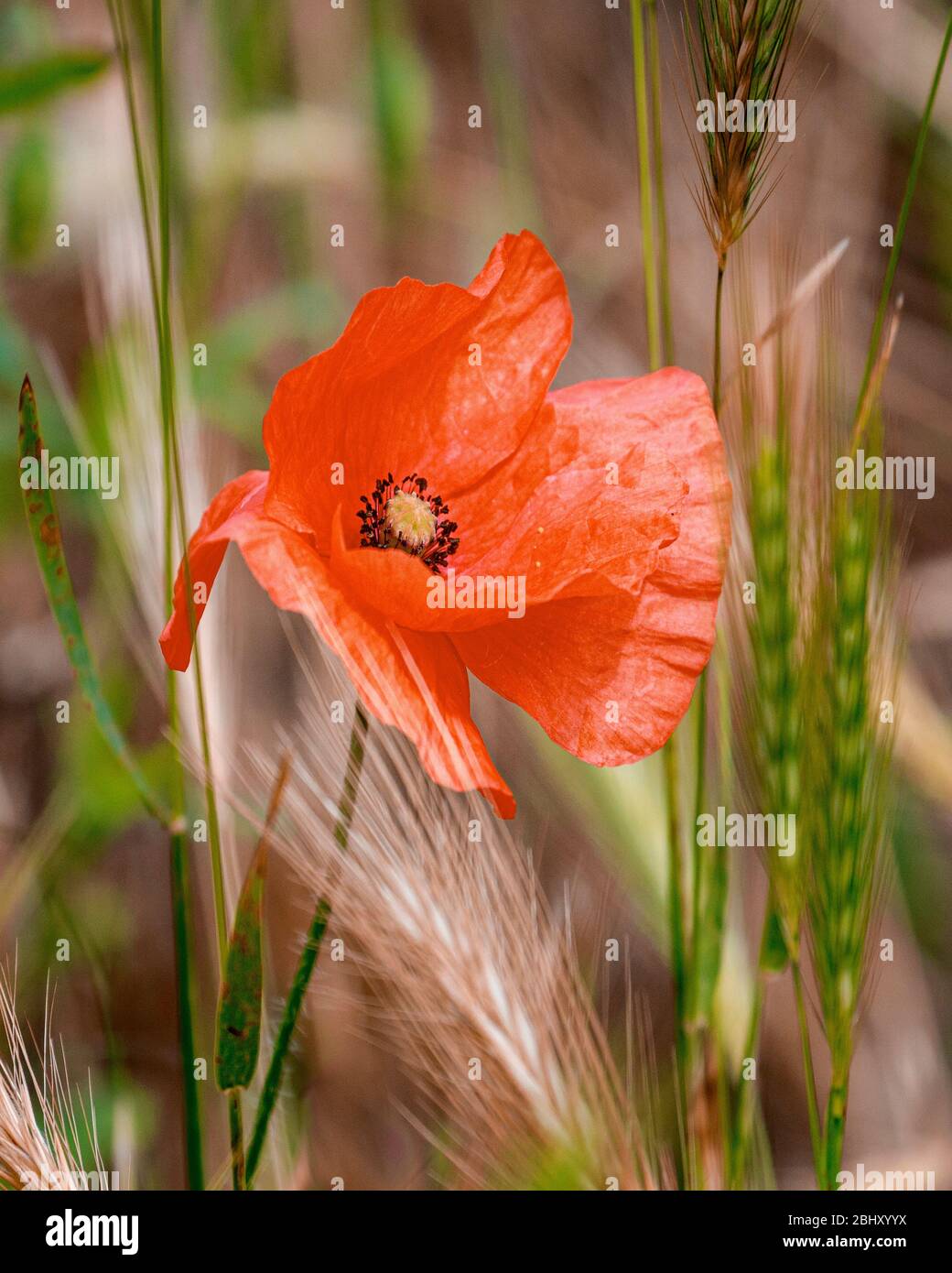 corn barley field with poppy Stock Photo - Alamy