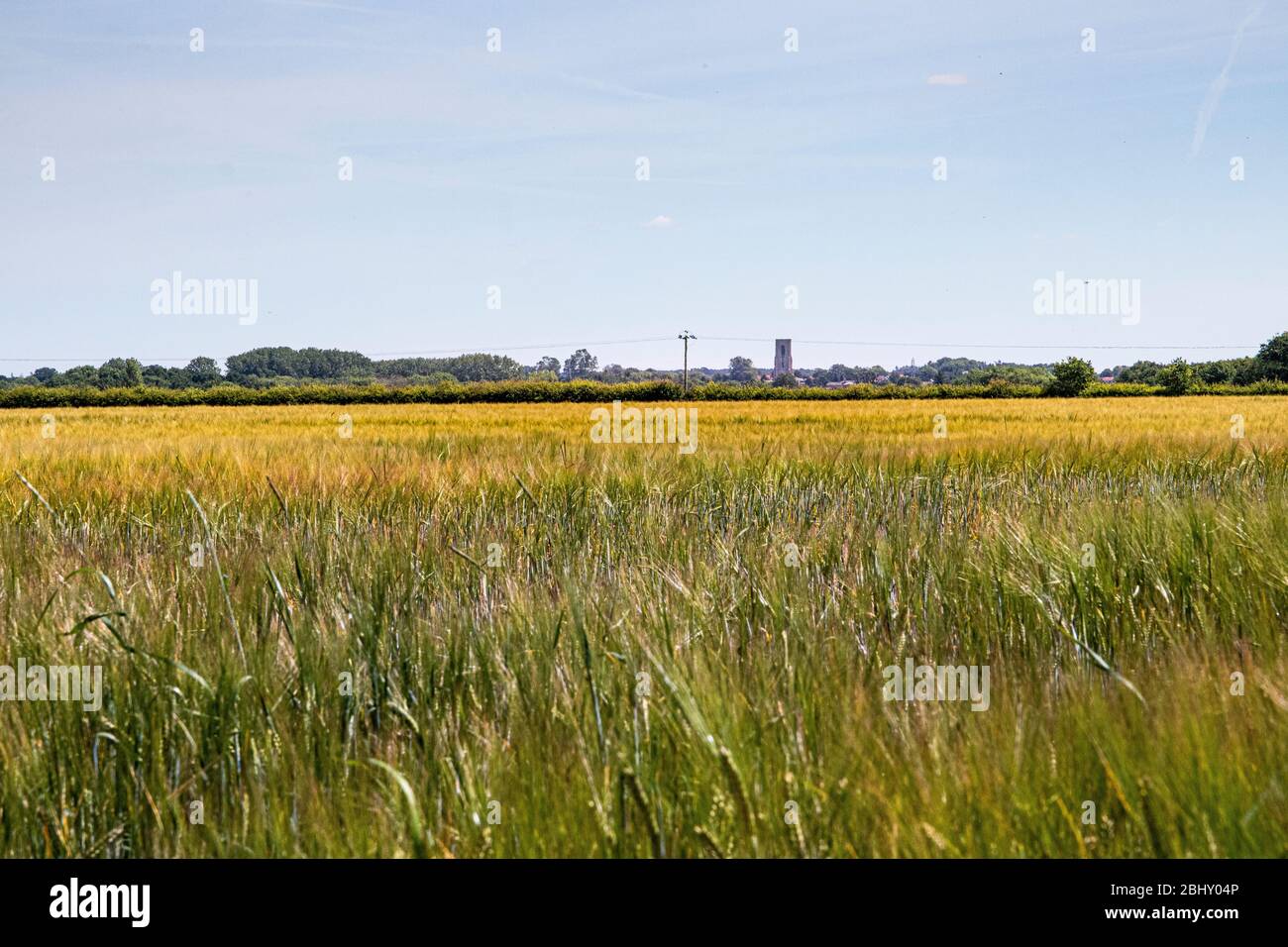 Corn hedge hi-res stock photography and images - Alamy
