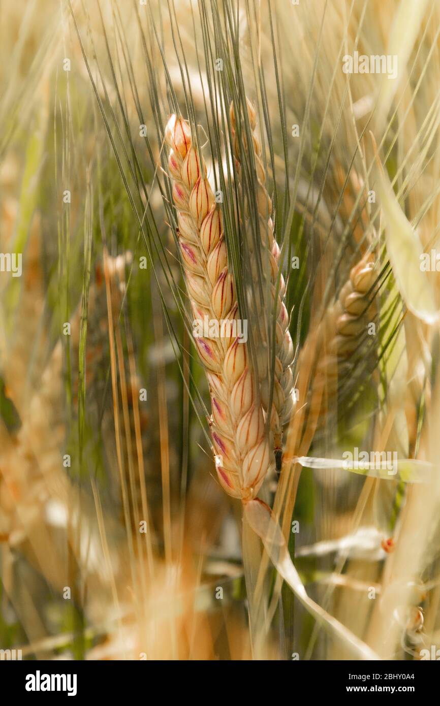barley field detail Stock Photo - Alamy