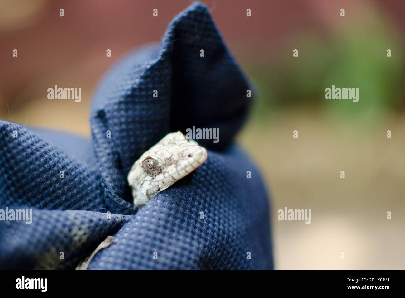 parachute gecko , gliding gecko can fly-move tree to tree and body like ...