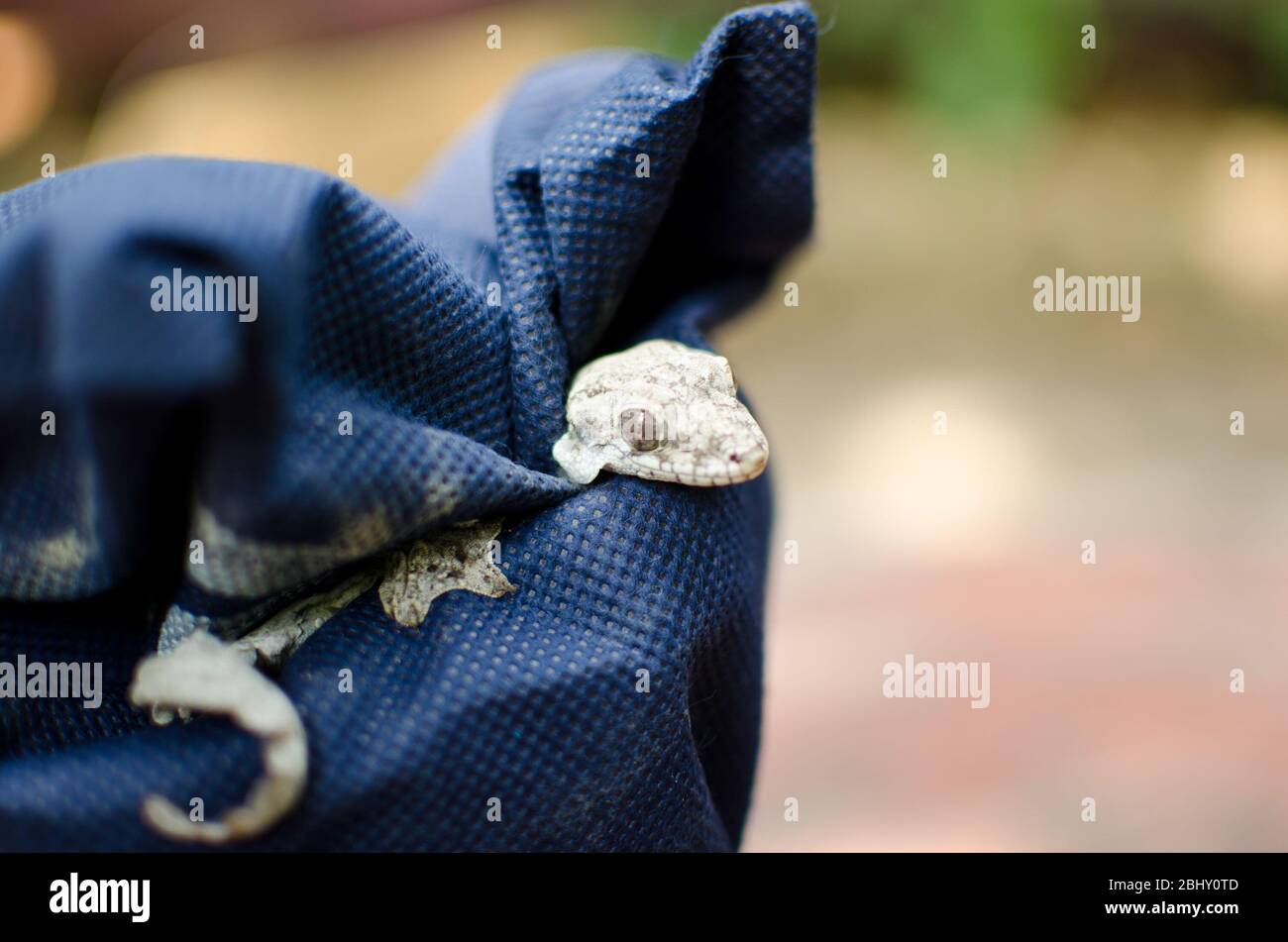 parachute gecko , gliding gecko can fly-move tree to tree and body like ...