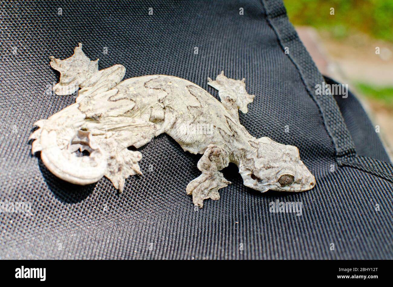 parachute gecko , gliding gecko can fly-move tree to tree and body like ...