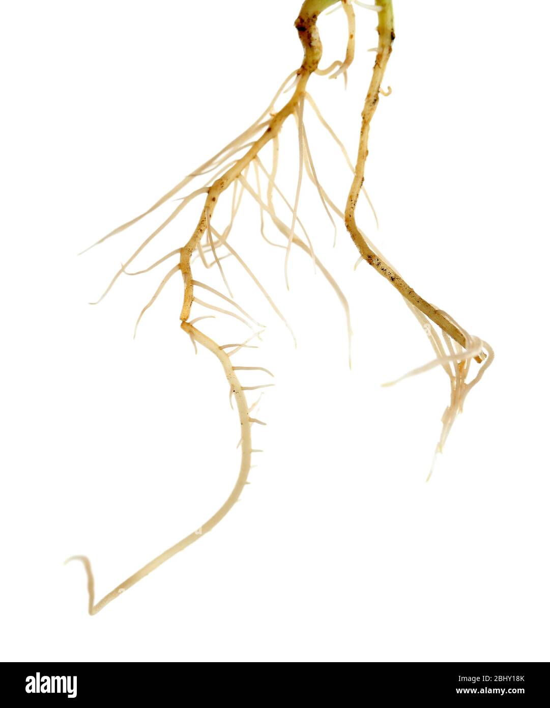 Roots of young sprout isolated on white Stock Photo - Alamy