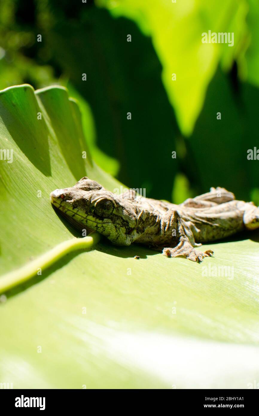 parachute gecko , gliding gecko can fly-move tree to tree and body like ...