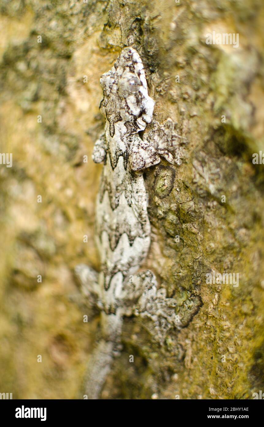 parachute gecko , gliding gecko can fly-move tree to tree and body like ...