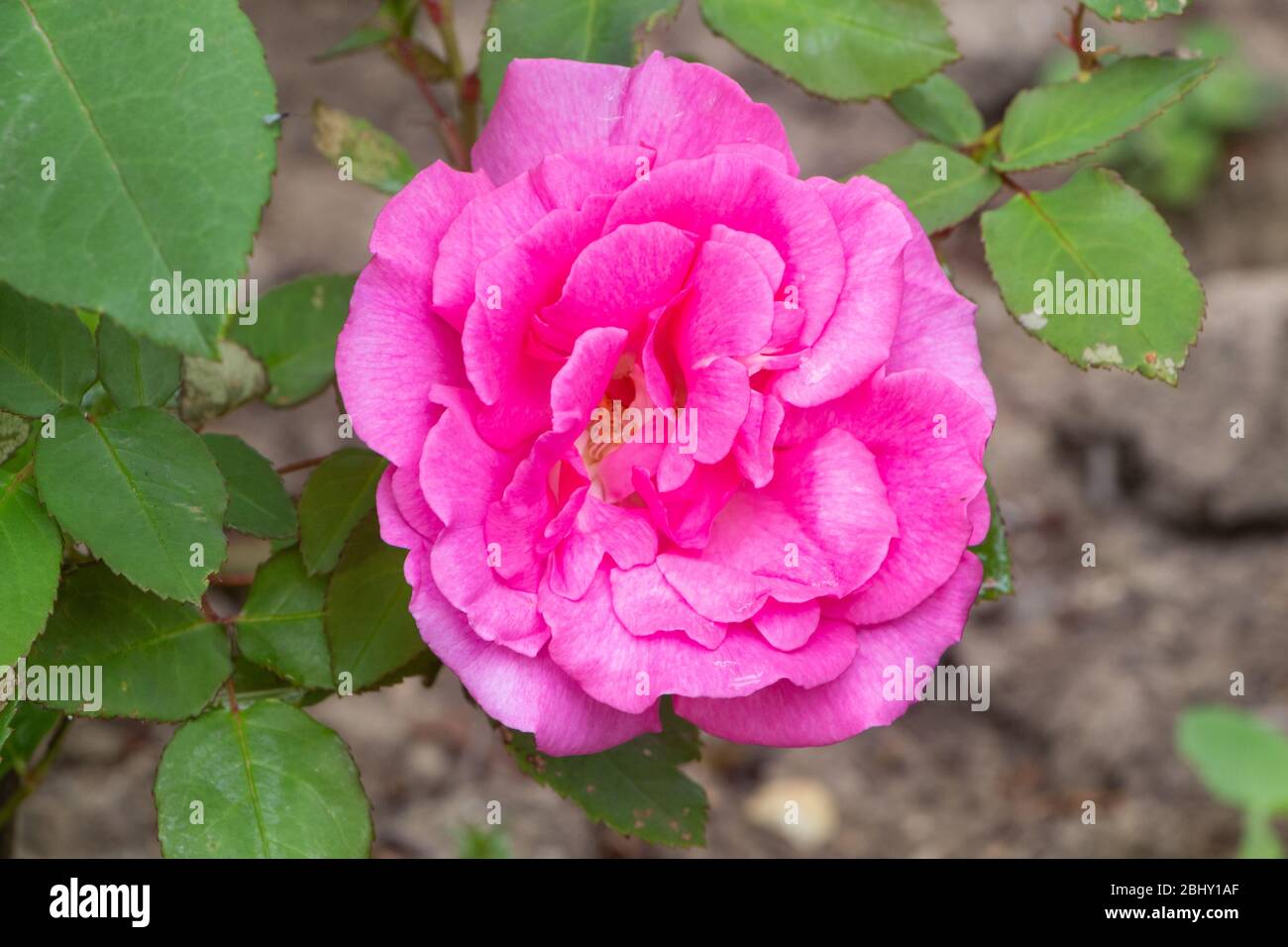 Pink rose in a garden during spring Stock Photo - Alamy