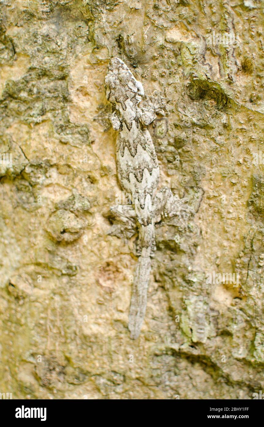 parachute gecko , gliding gecko can fly-move tree to tree and body like ...
