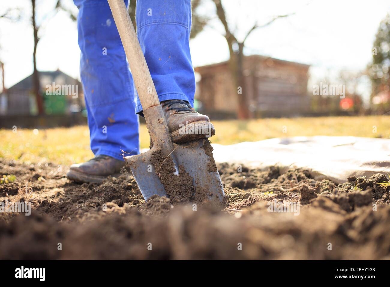 Senior man digging a garden for new plants after winter by spade ...