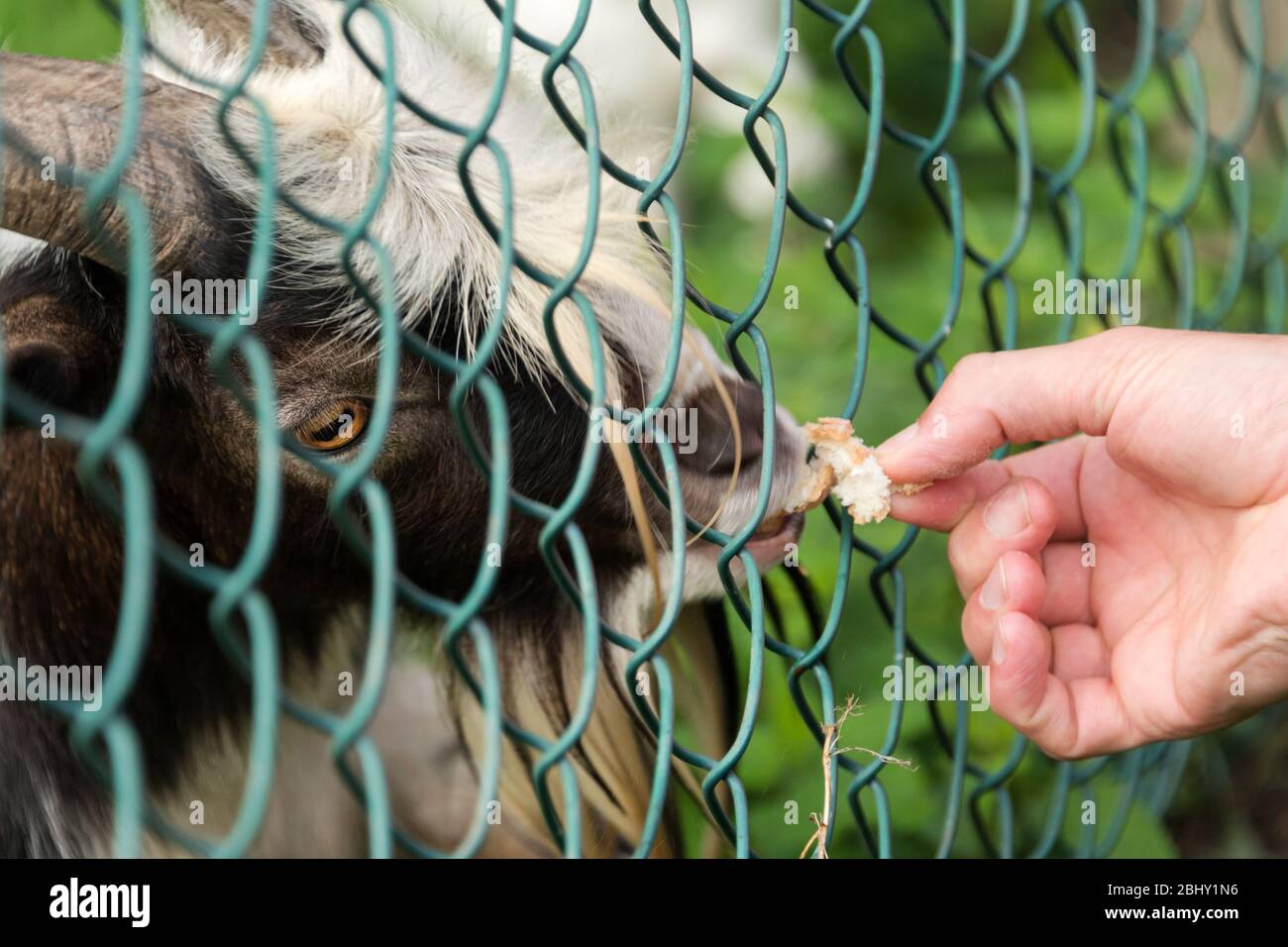 Hungry goat eating bread from hand. Animal feeding on the farm, feeding ...