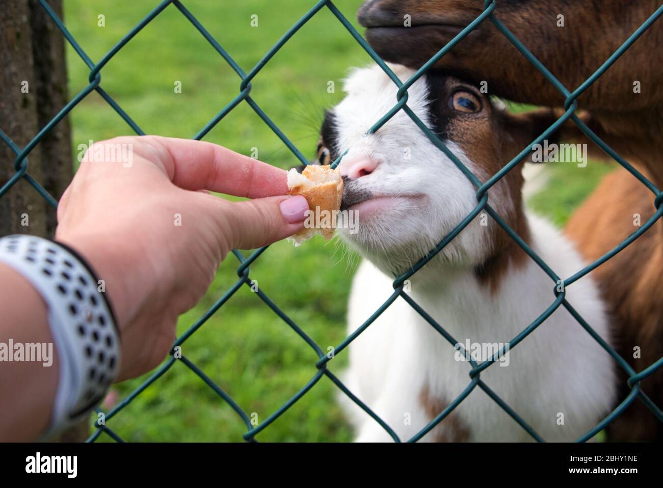 Hungry goat eating bread from hand. Animal feeding on the farm, feeding ...