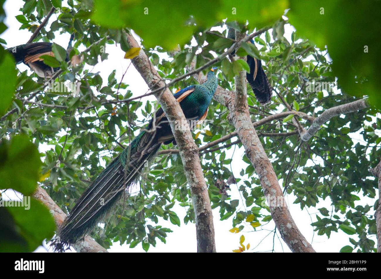 The phasian bird hi-res stock photography and images - Alamy