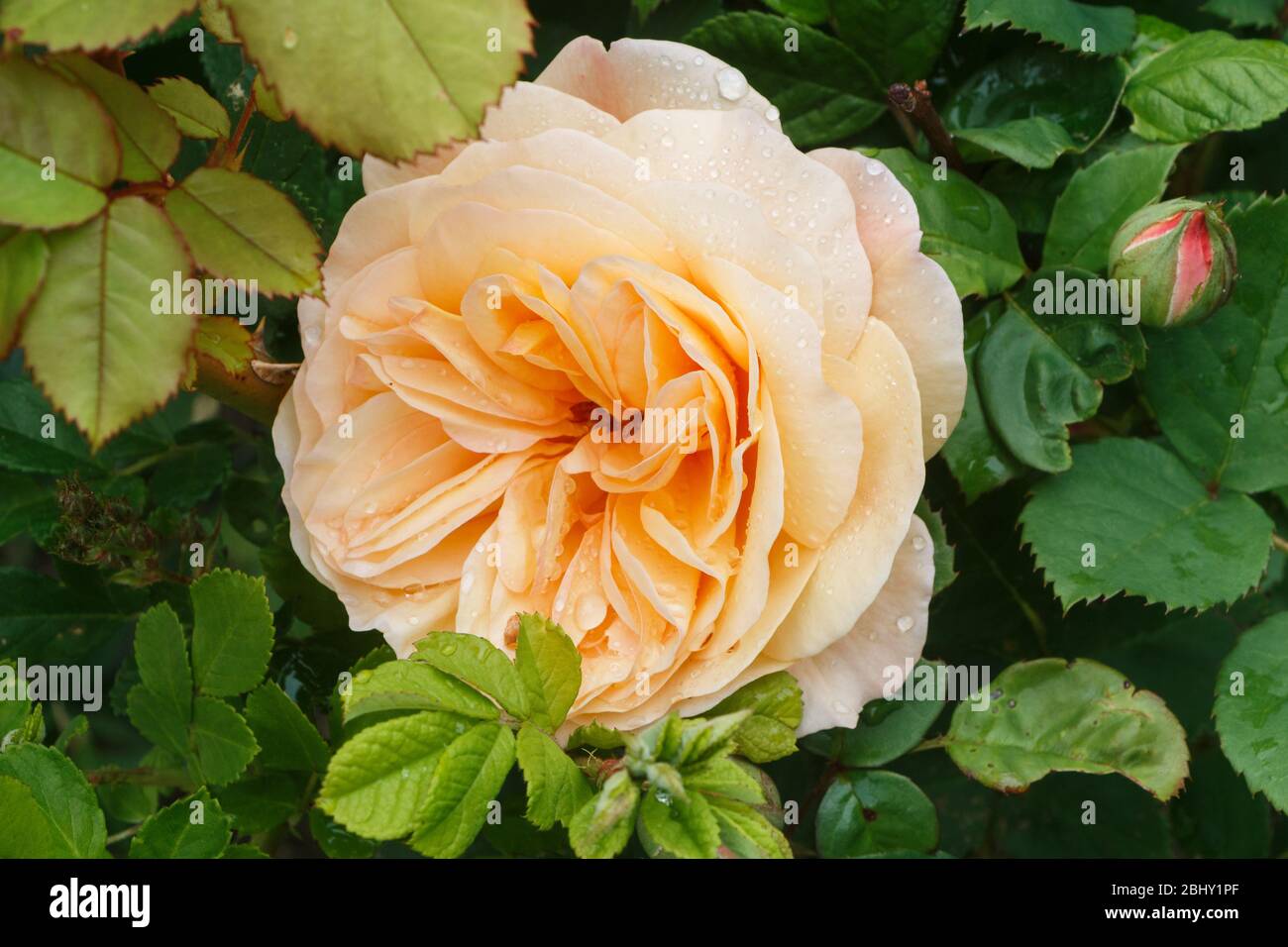 Yellow rose in a garden during spring Stock Photo - Alamy