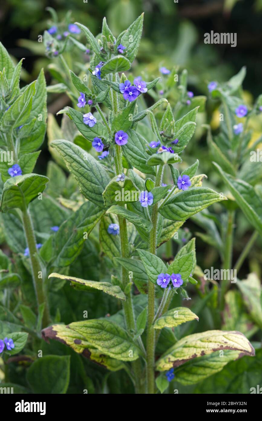Green alkanet with small blue flowers in bloom in spring Stock Photo ...