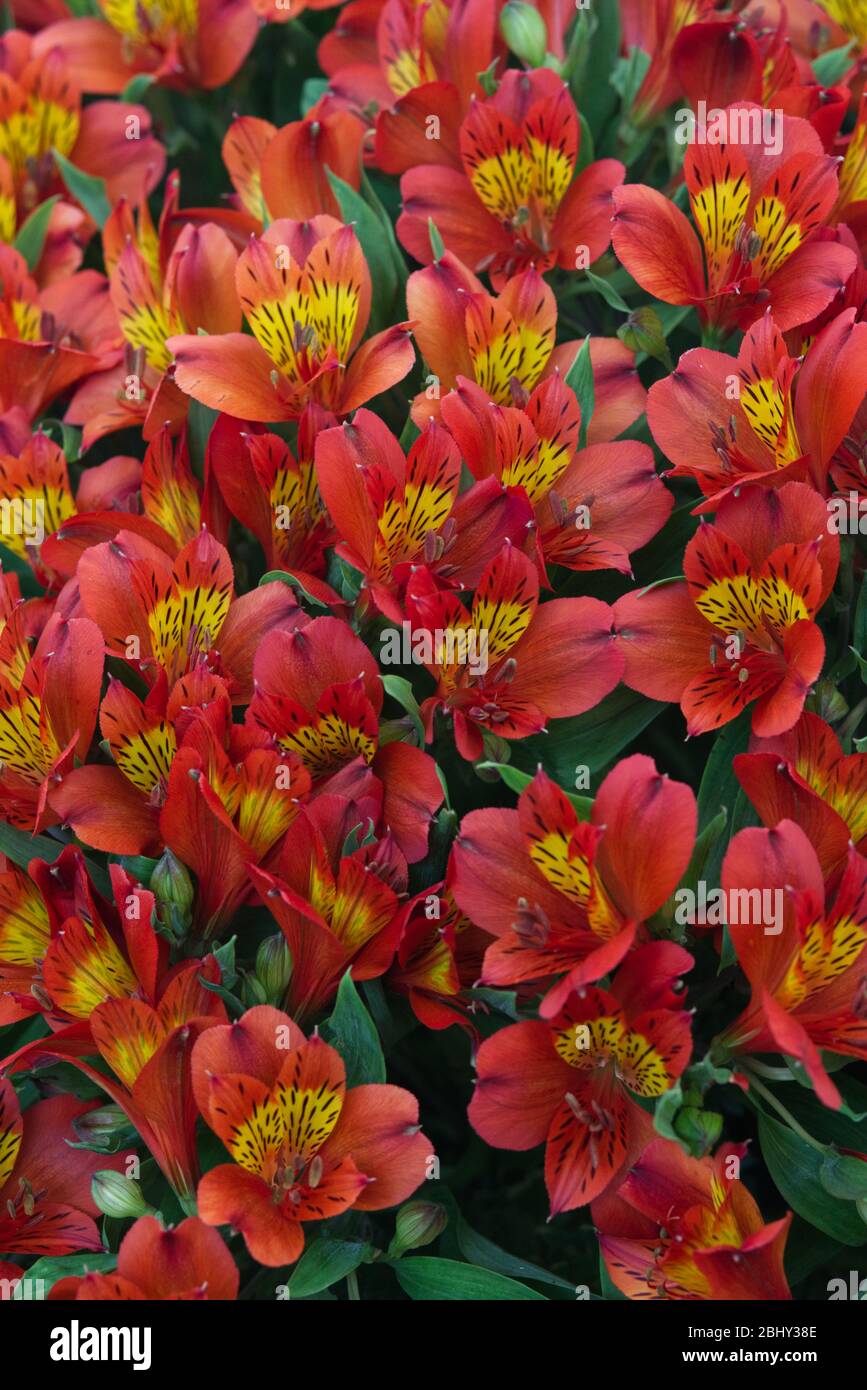 alstroemeria mars, bordering flowers Stock Photo - Alamy