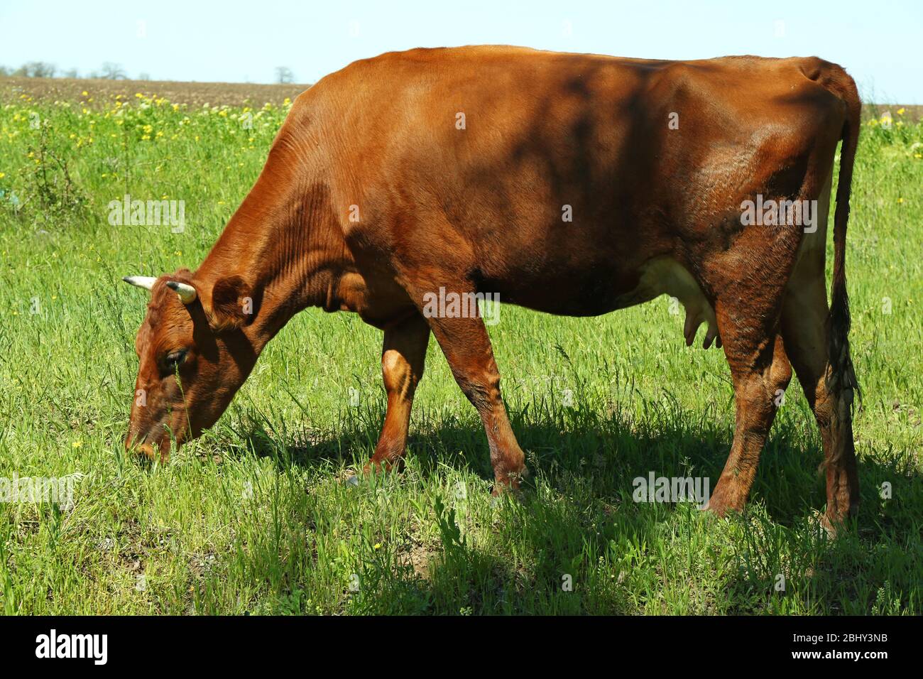 Paddock livestock in lawn Stock Photo - Alamy