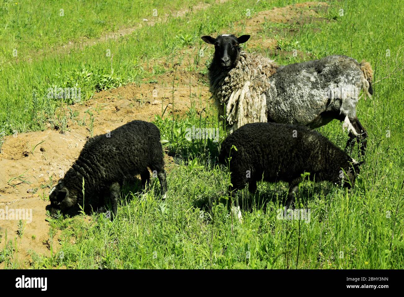 Paddock livestock in lawn Stock Photo - Alamy