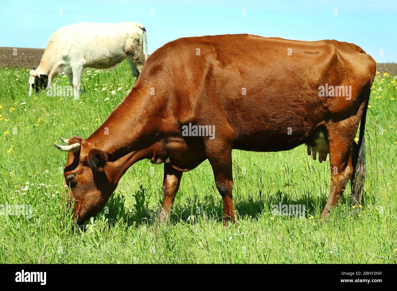 Paddock livestock in lawn Stock Photo - Alamy