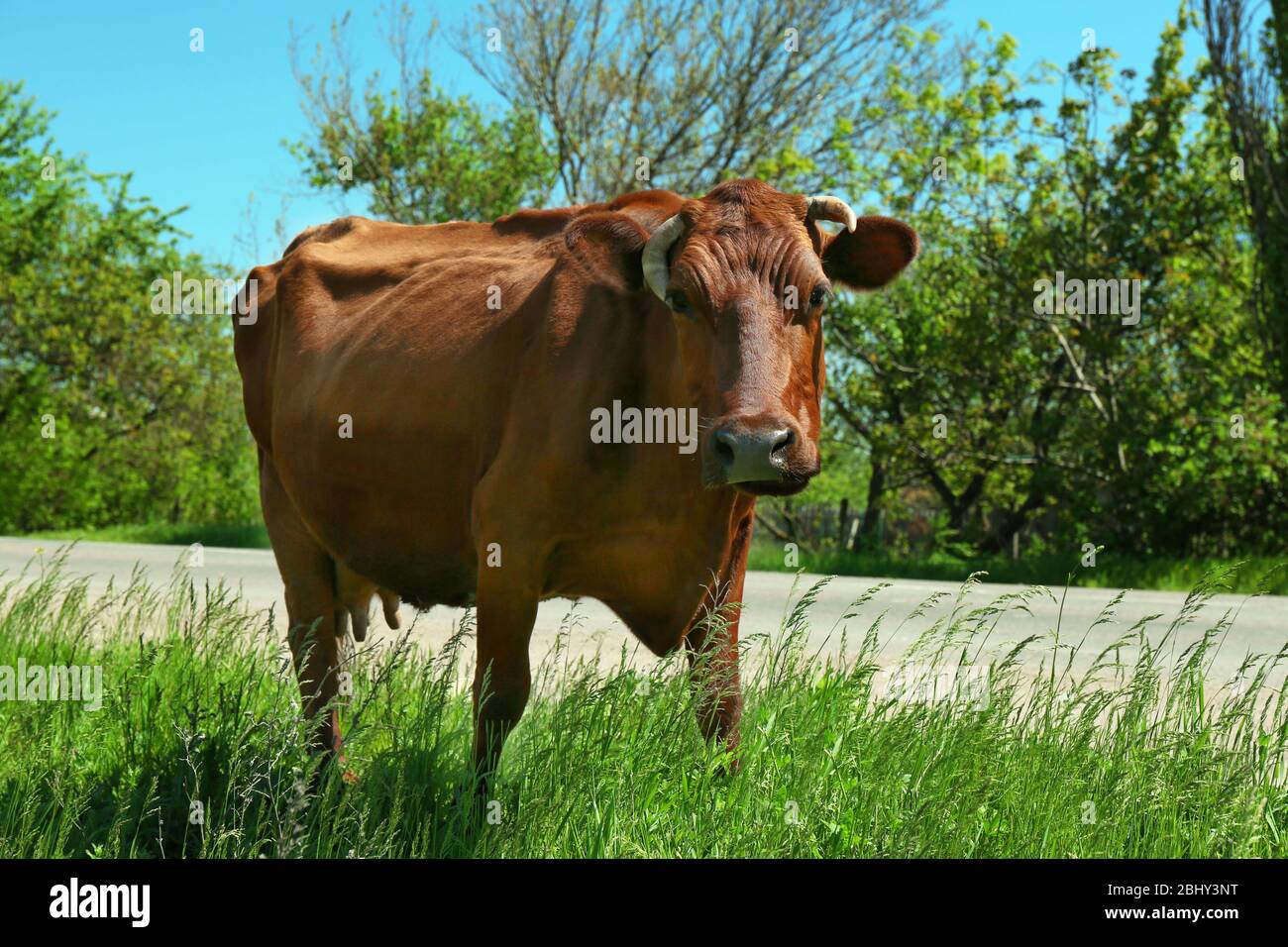 Paddock livestock in lawn Stock Photo - Alamy