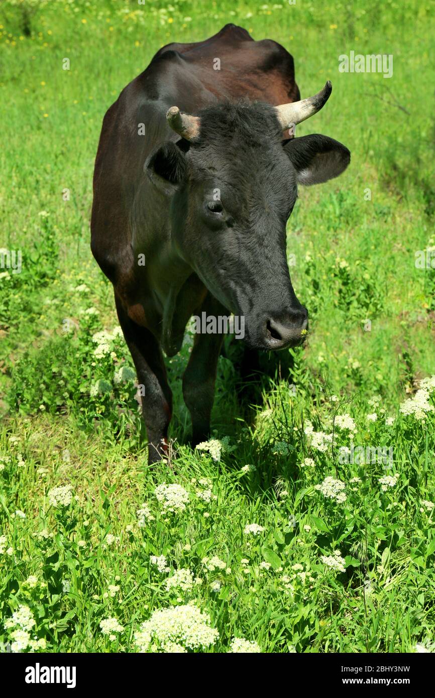 Paddock livestock in lawn Stock Photo - Alamy