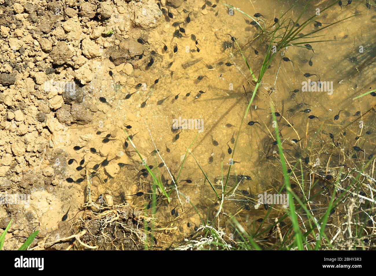 Tadpole fish hi-res stock photography and images - Alamy