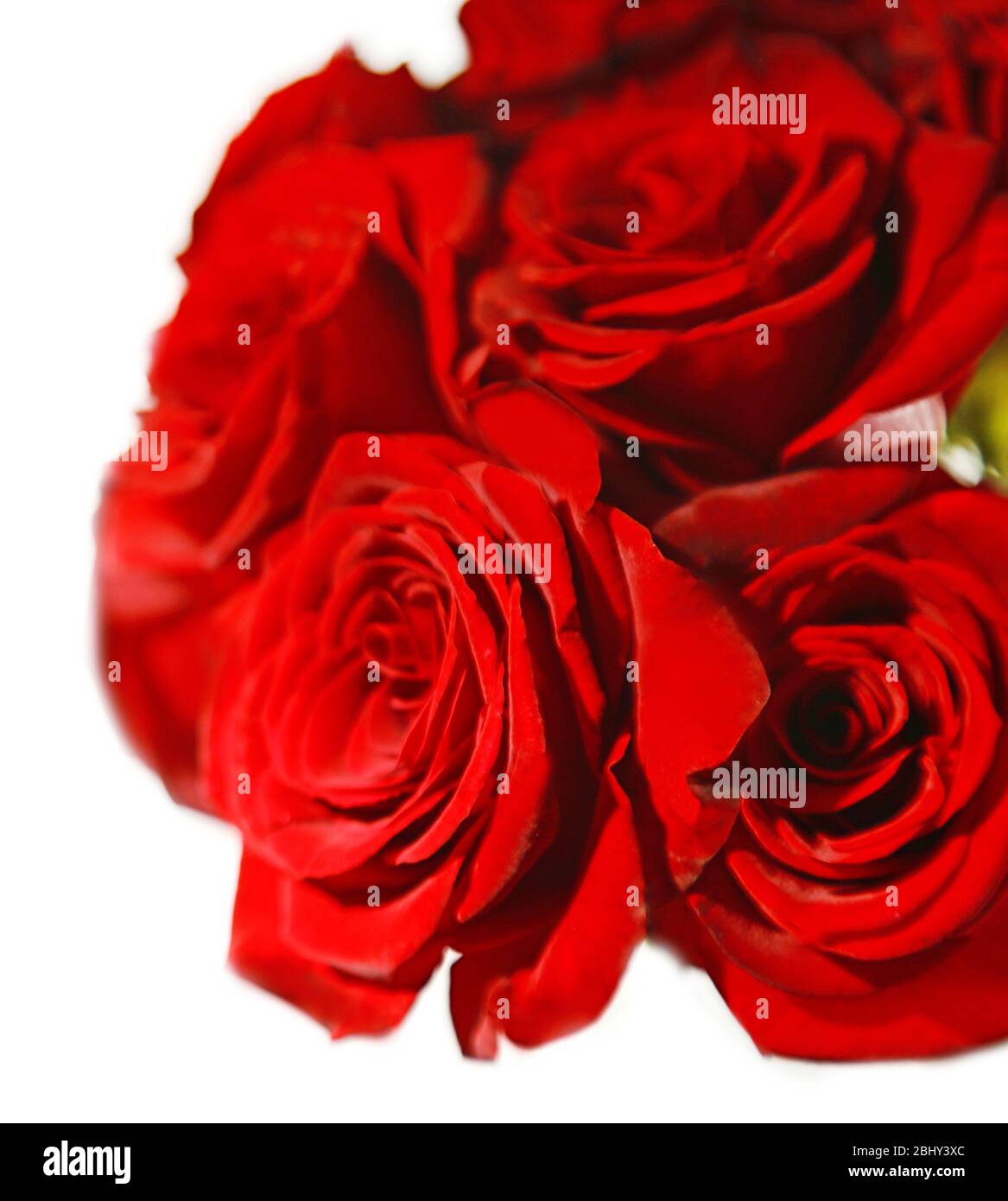 Beautiful red roses, isolated on white Stock Photo - Alamy