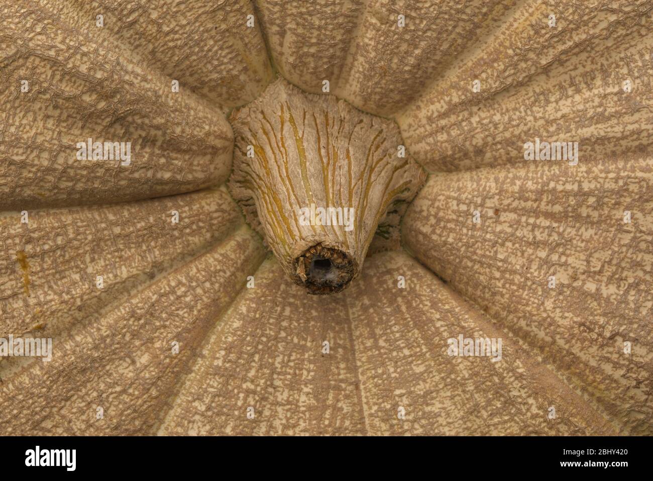 Giant pumpkin stalk hi-res stock photography and images - Alamy