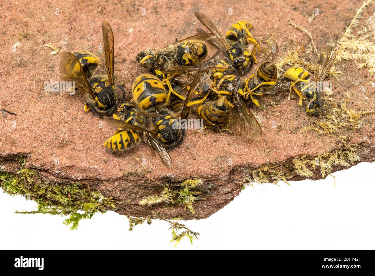 Dead wasps lie curled up on a sandstone with moss isolated on white ...