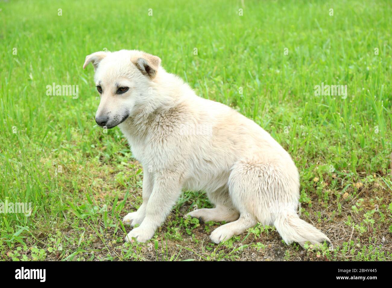 White stray dog over green grass background Stock Photo - Alamy