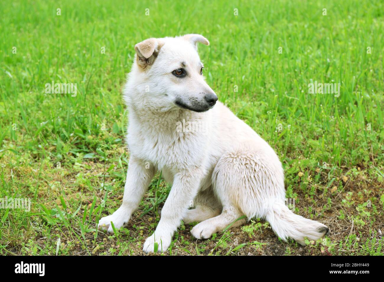 White stray dog over green grass background Stock Photo - Alamy
