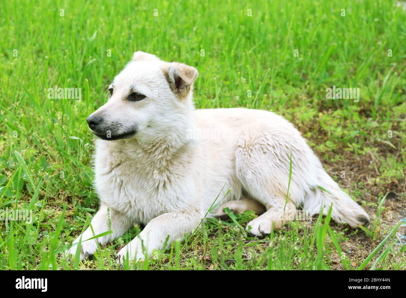 White stray dog over green grass background Stock Photo - Alamy